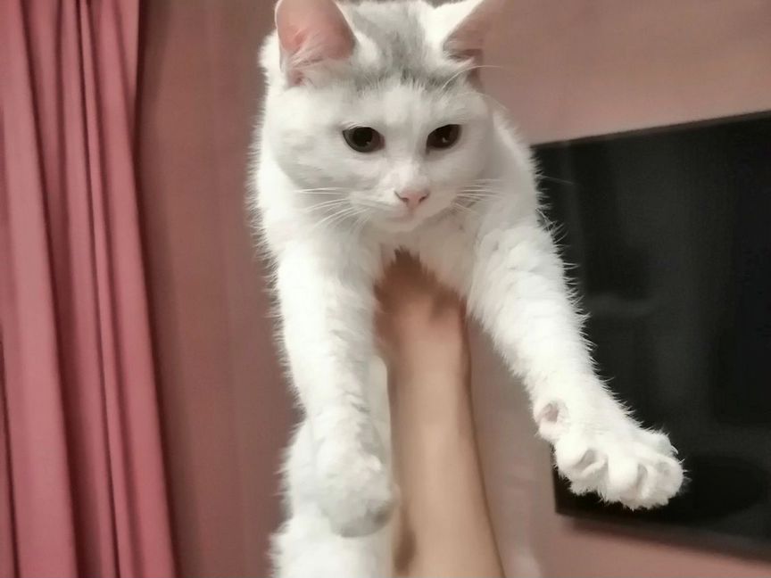 Турецкая ангора