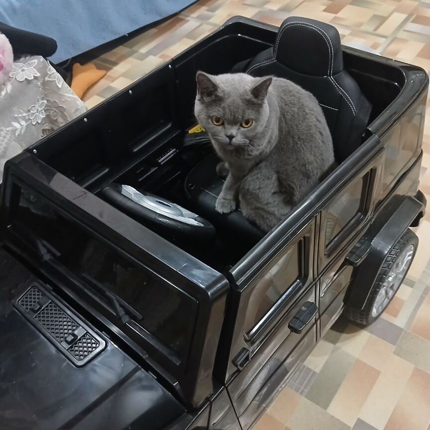 Шотландская прямоухая короткошёрстная, взрослая кошка