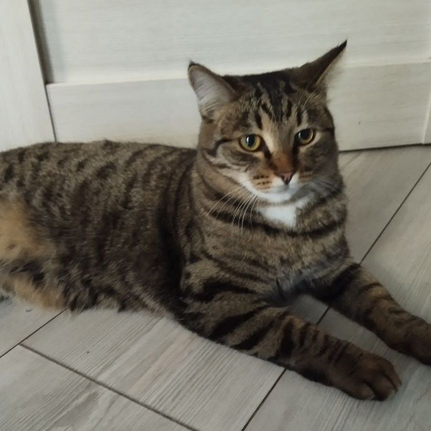 Взрослая, кошка в добрые руки