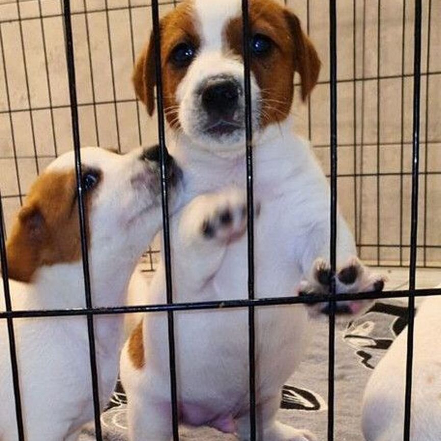 Элитные щенки Джек Рассел терьер,доставка