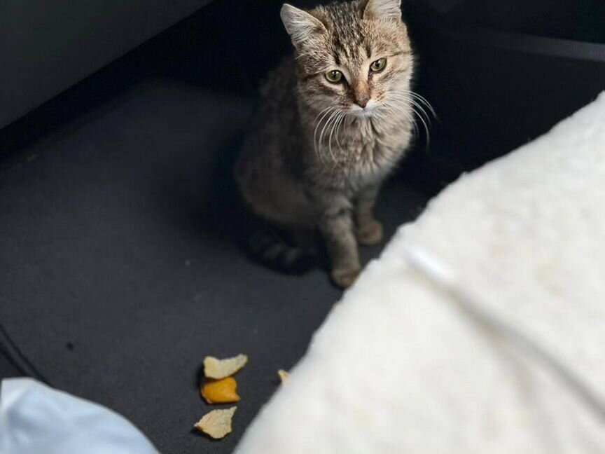 Котёнок мальчик спасённый от смерти
