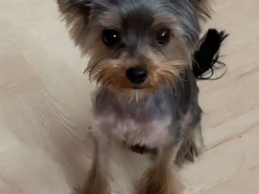 Йоркширский терьер мини