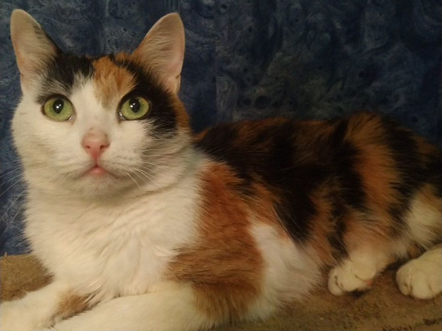 Трехцветной красавице некуда идти