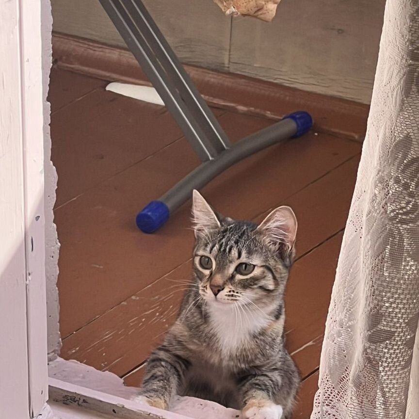 Кошечка в добрые руки
