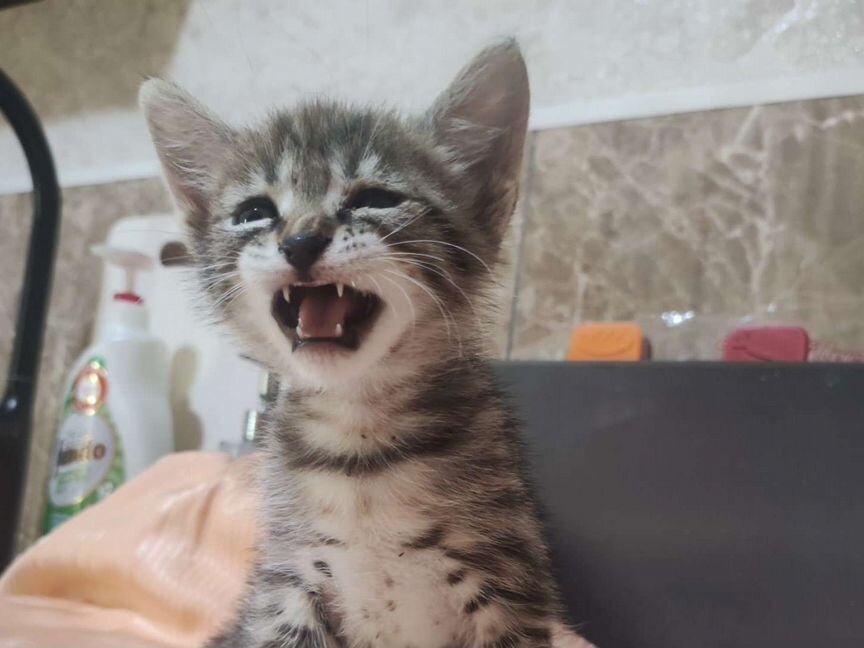 Маленькая тигра