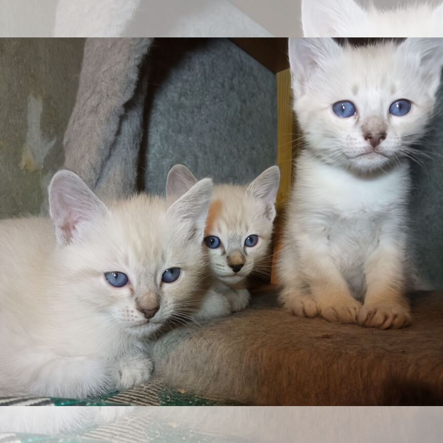 Тайский котёнок