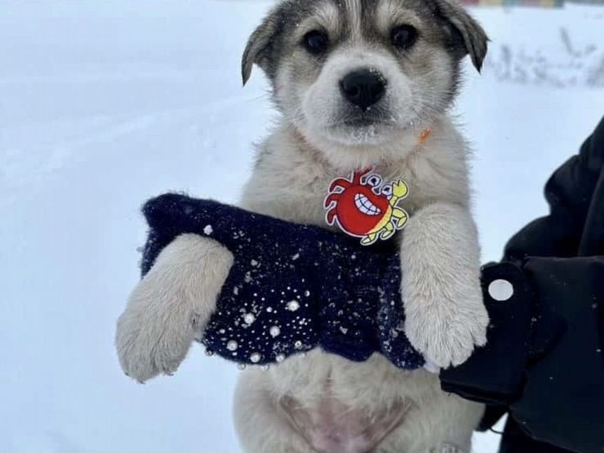 Щенок в добрые руки
