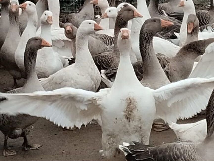 Гусь легарт и крупный серый