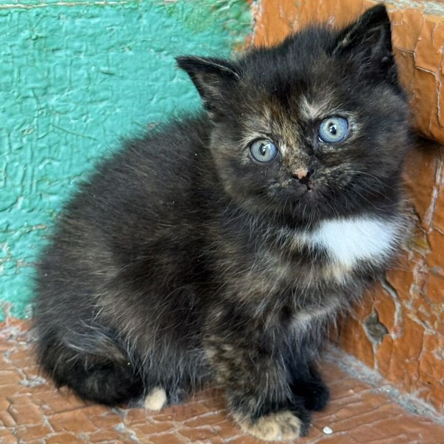 Котята в добрые руки бесплатно