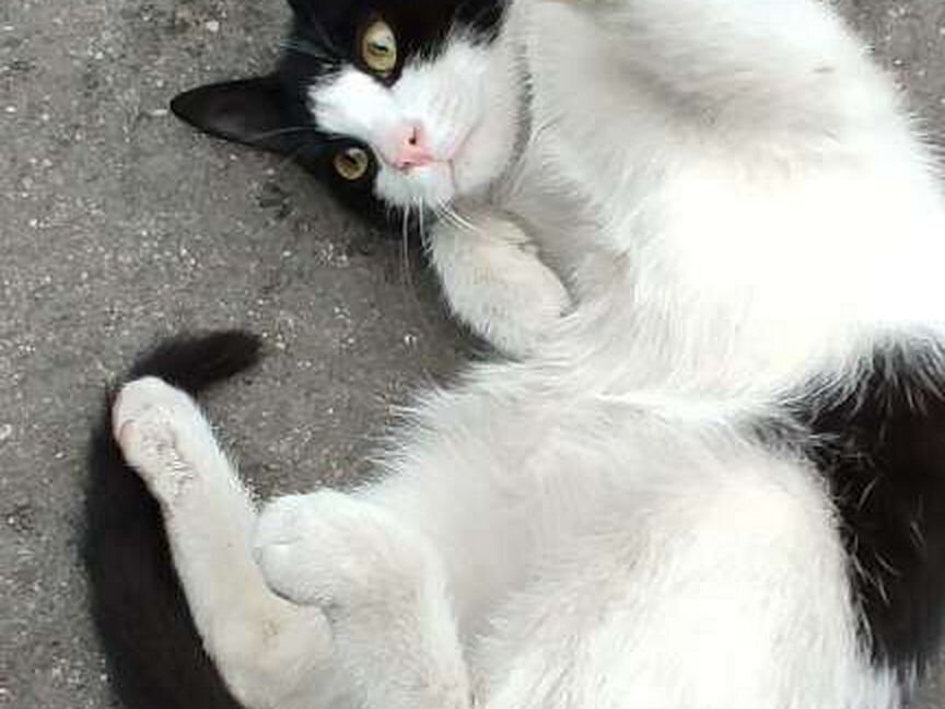 Кошка бесплатно