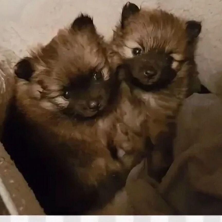 Померанский шпиц, щенок