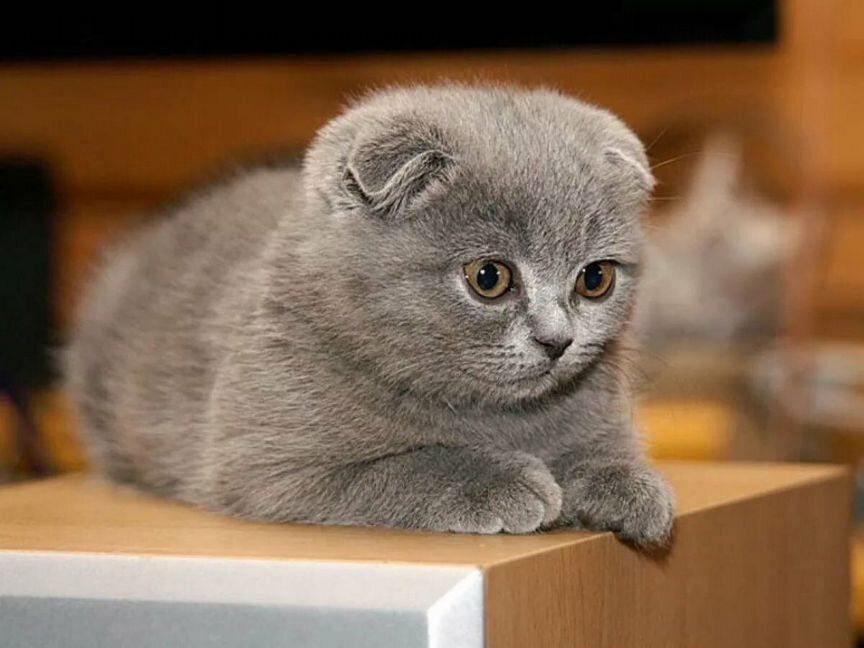 Шотландская