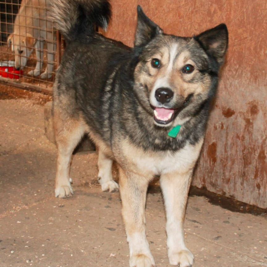 Пёс Хантер в добрые руки