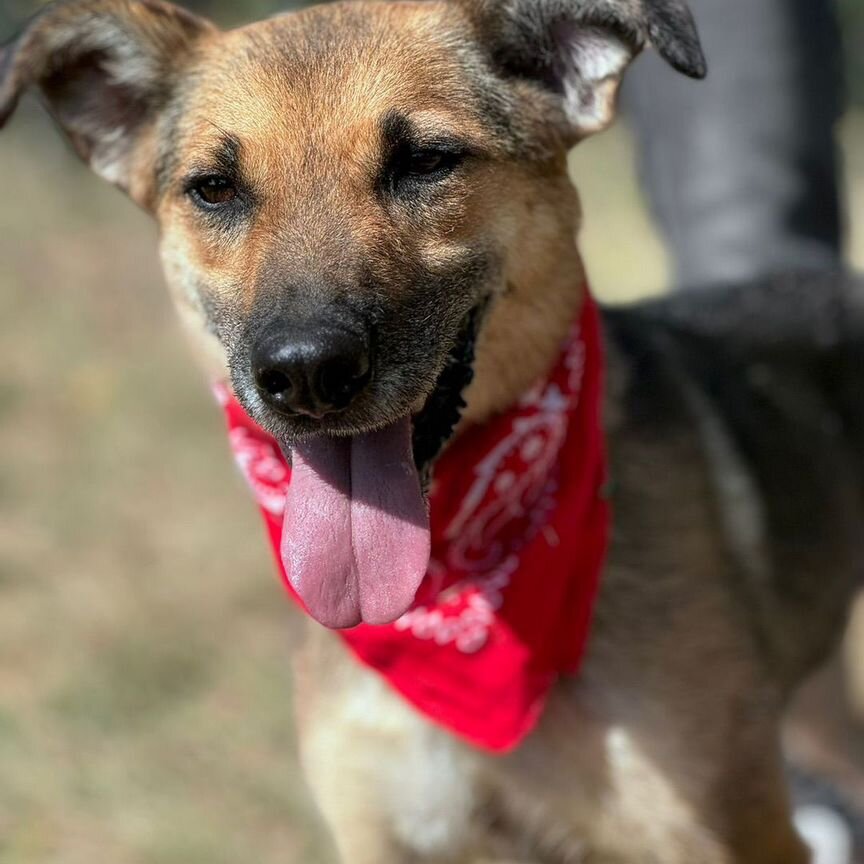 Лакки. Собака ждет в приюте когда найдется семья