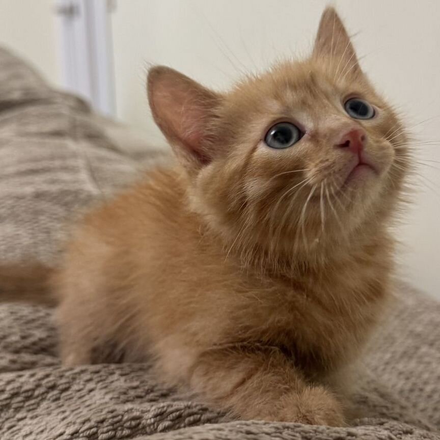 Сибирский котёнок