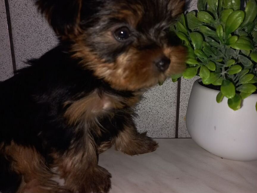 Йоркширский терьер щенки