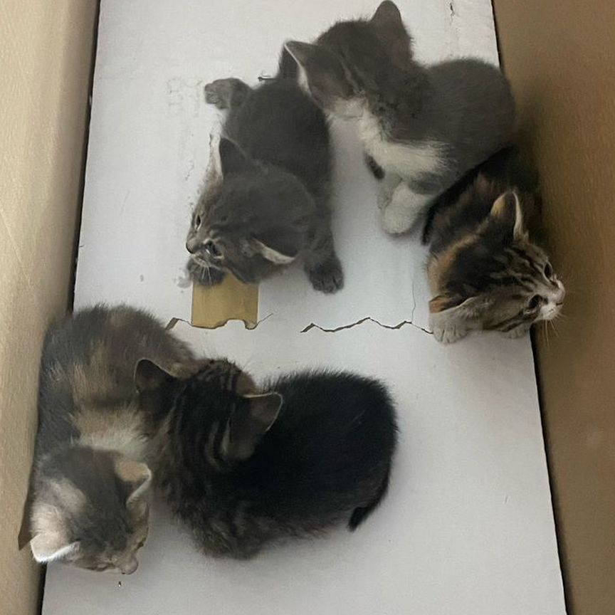 Котята в добрые руки бесплатно