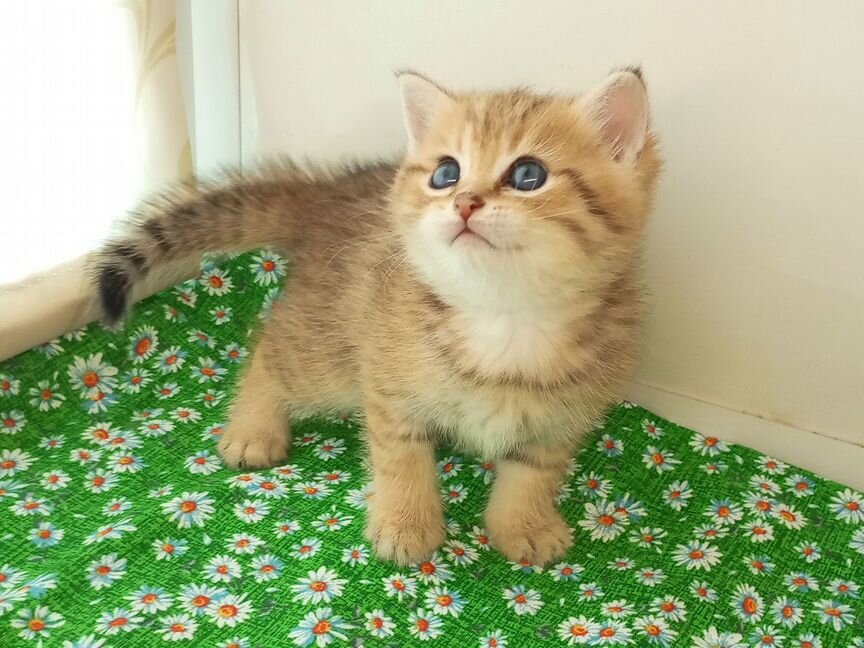 Британские котята Золотая шиншилла