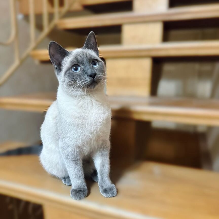 Тайские котята