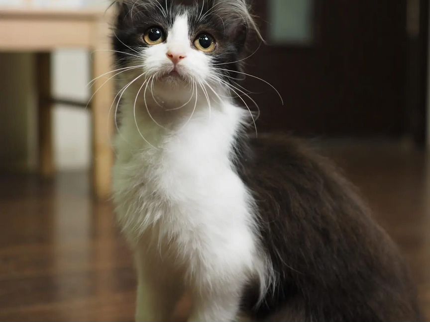 Котенок мальчик Филипп