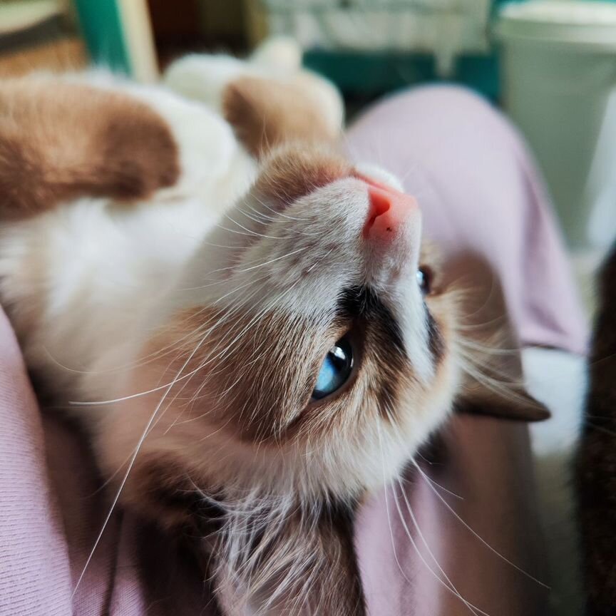 Котик в добрые руки