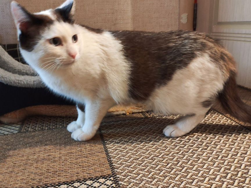 Кот мышелов