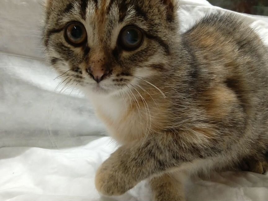 Котенок девочка Карамелька