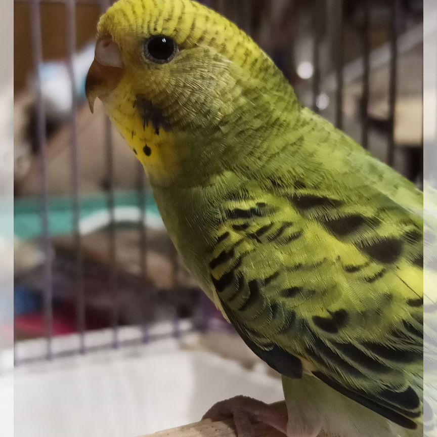 Птенец волнистый попугай