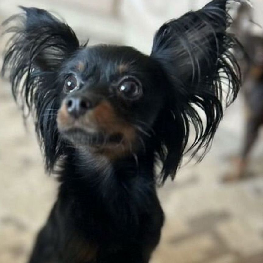 Русский той длинношерстный