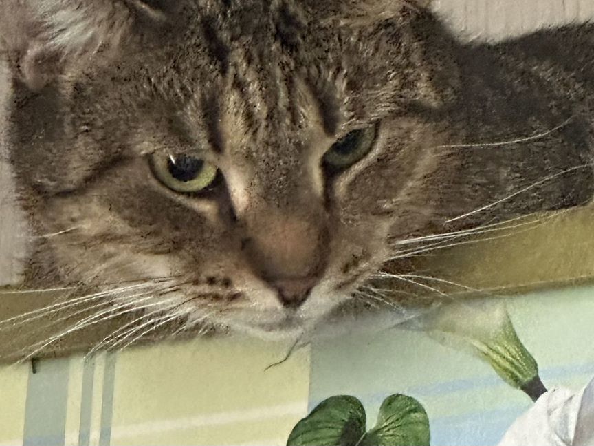 Отдам кота Пупса в добрые руки