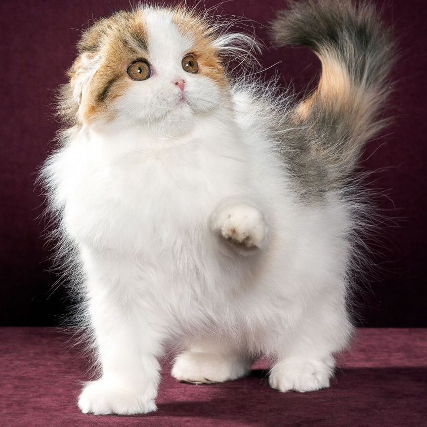 Шотландский вислоухий короткошёрстный котёнок