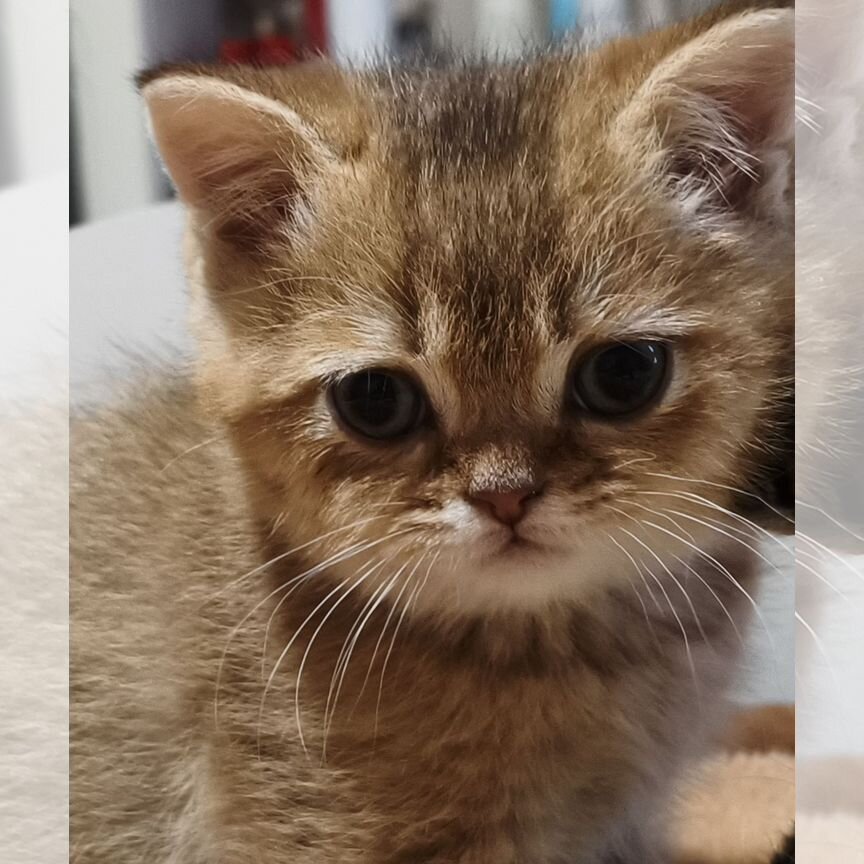 Шотландский прямоухий короткошёрстный котёнок