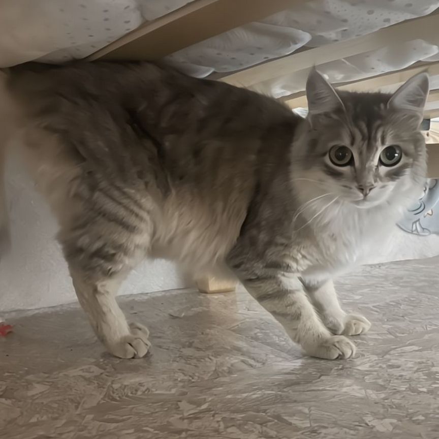 Найдена кошка