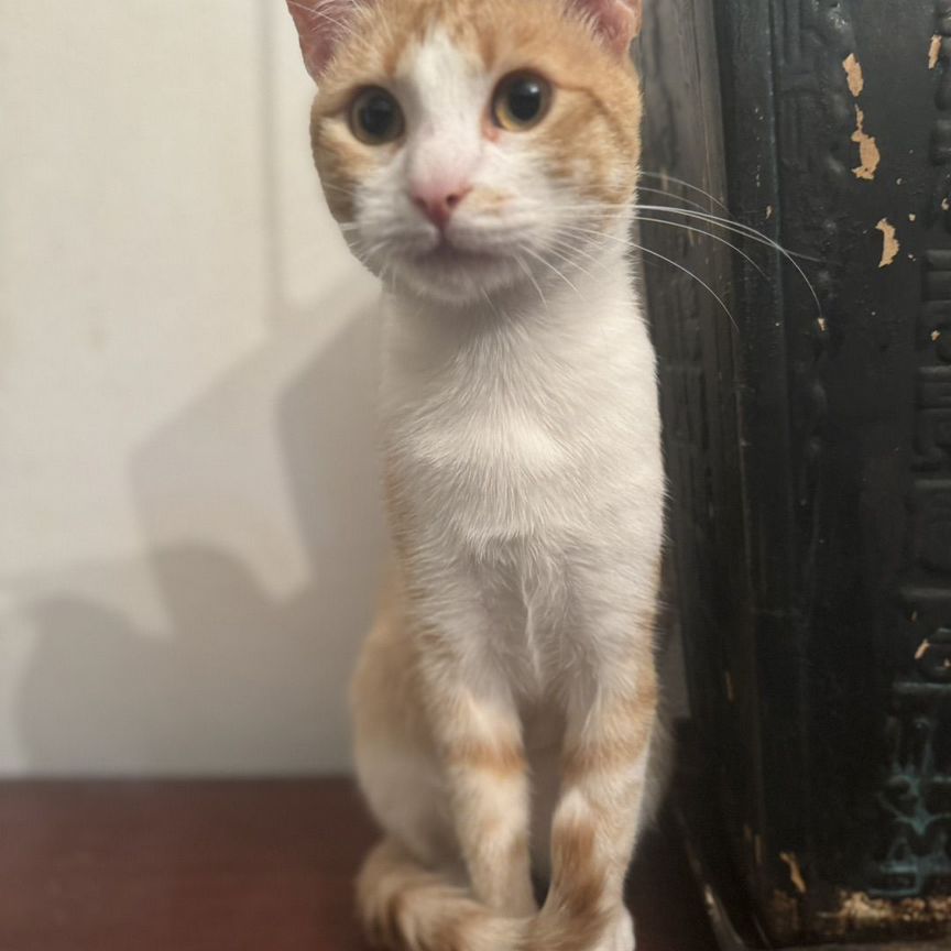Котик кастрированный