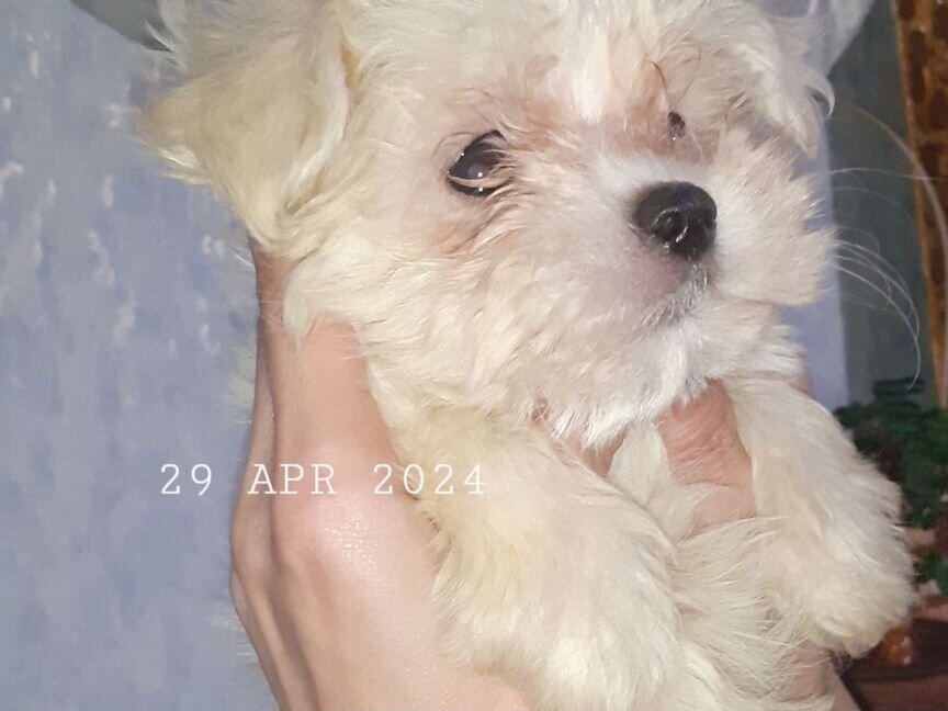 Мальтипу F1 микро мальчик