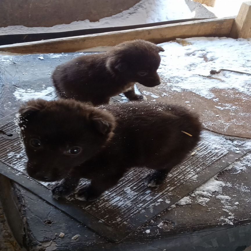 Щенки дворняжки, бесплатно две девочки