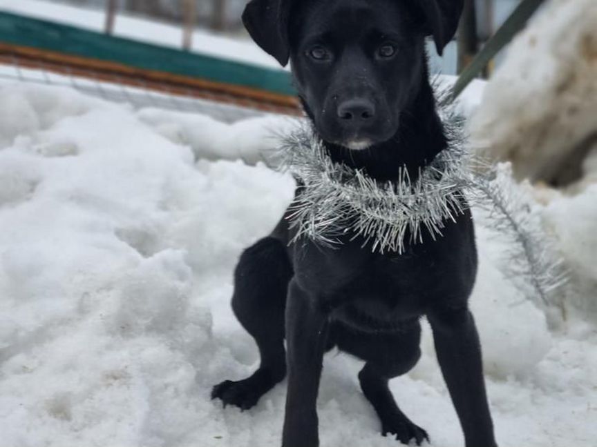 Щенок Бобик из приюта