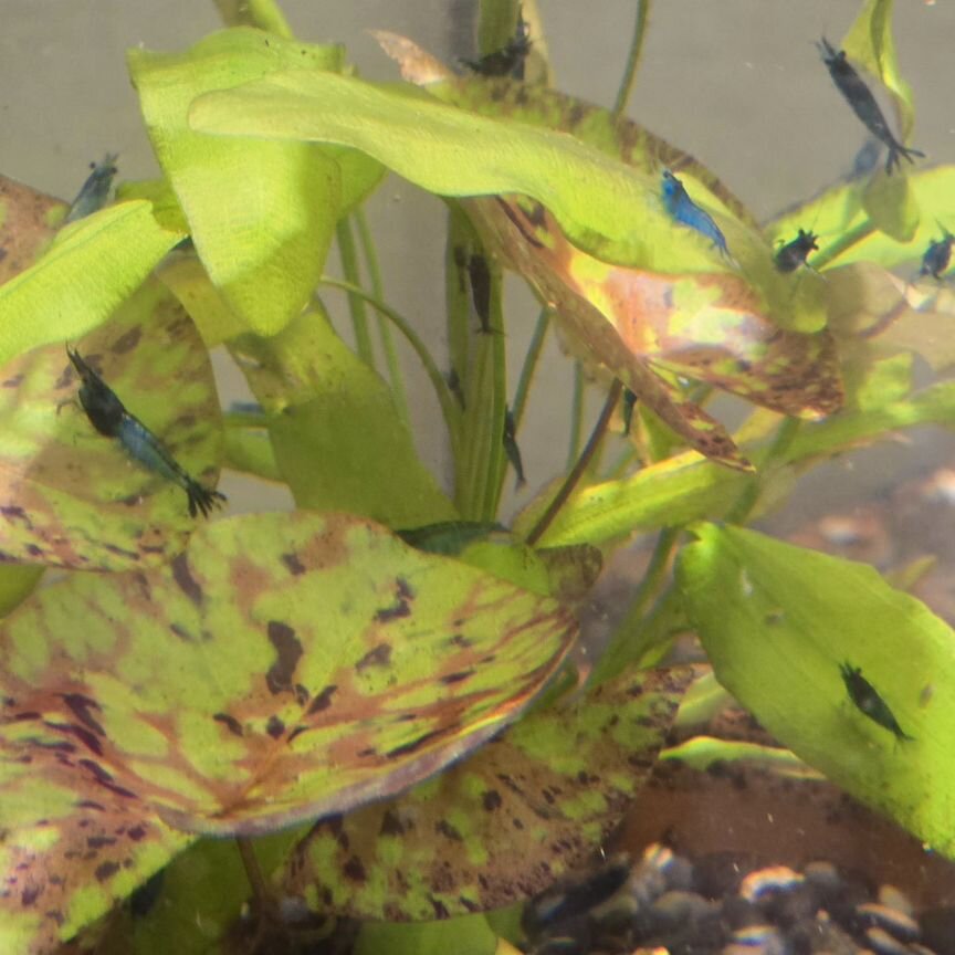 Неокаридина (креветки вишни) синие