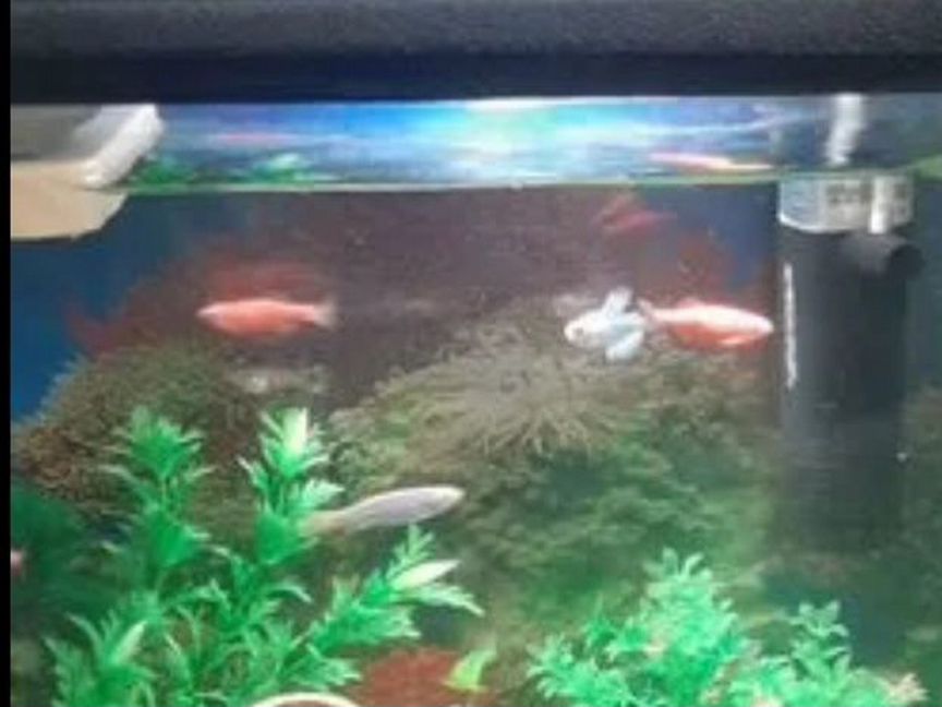 Аквариум 25 литров с рыбками