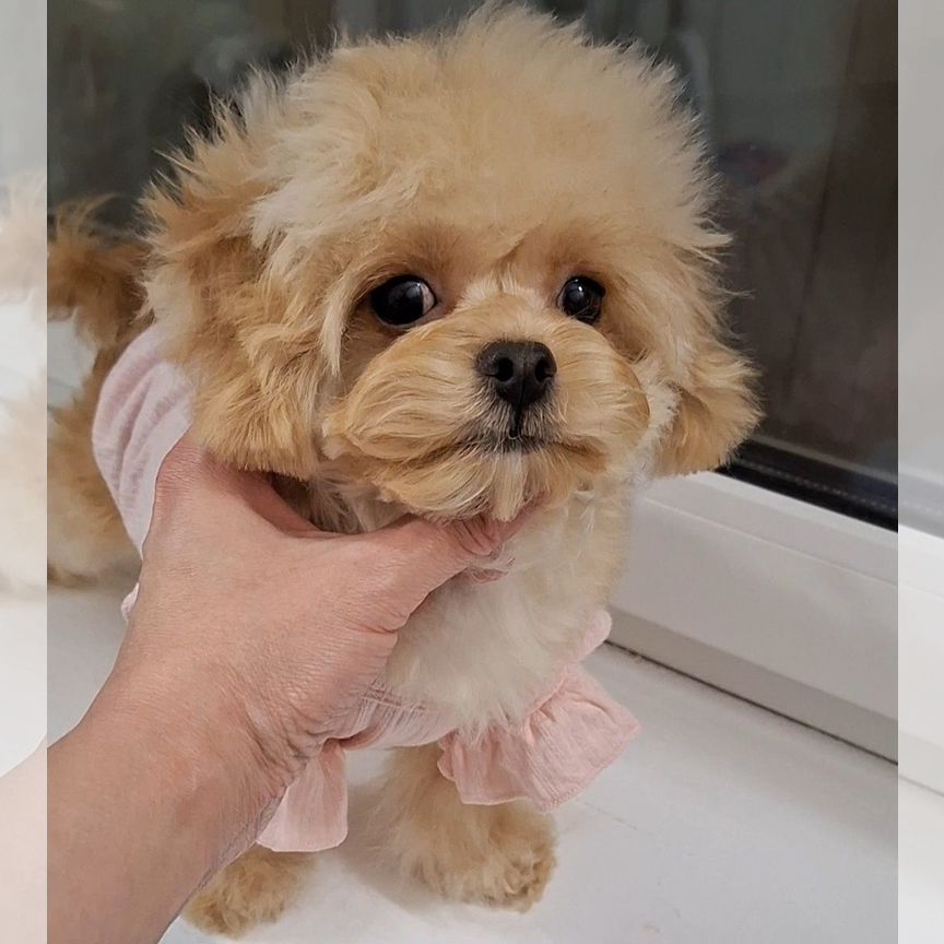 Мальтипу, щенок