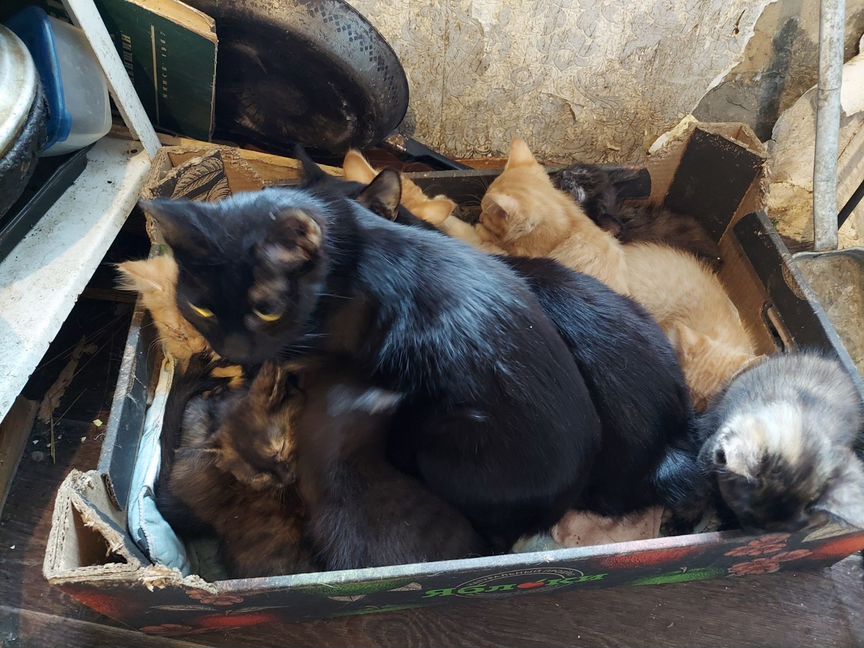 Котята в добрые руки бесплатно