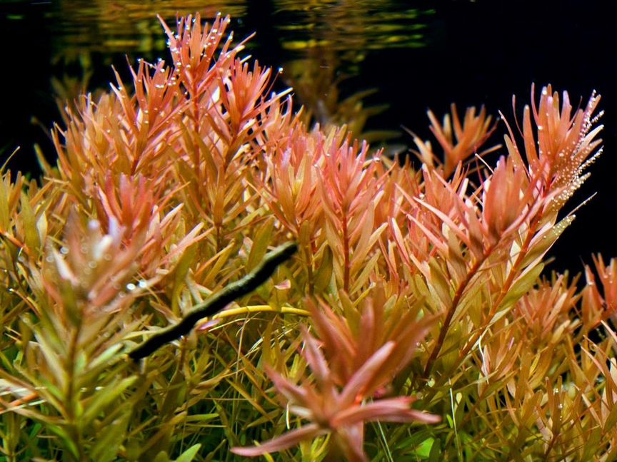 Ротала индика, или ротала круглолистная (Rotala r