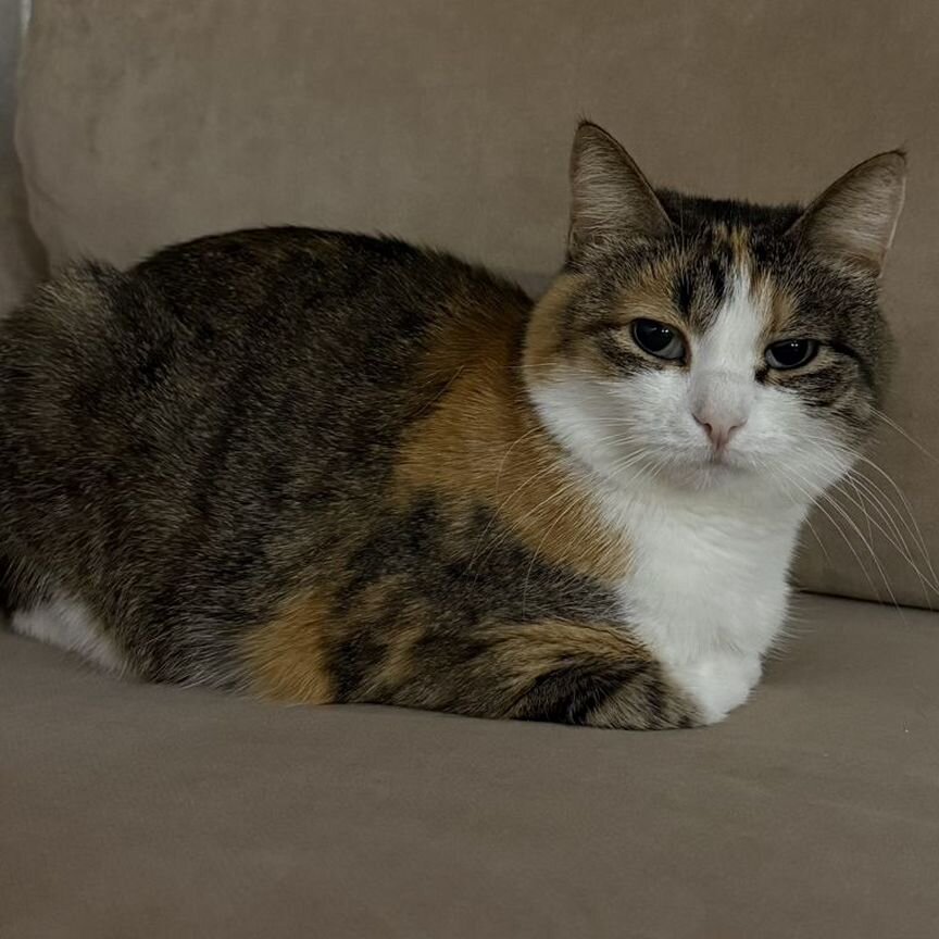 Взрослая, кошка в добрые руки