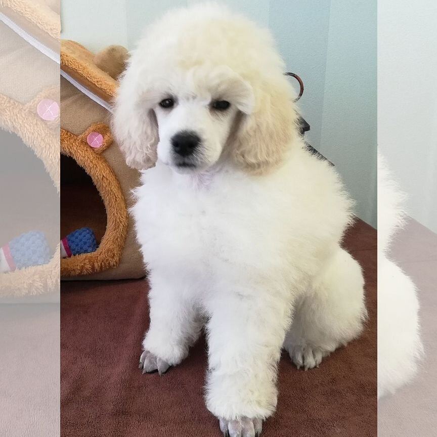 Карликовый пудель, щенок