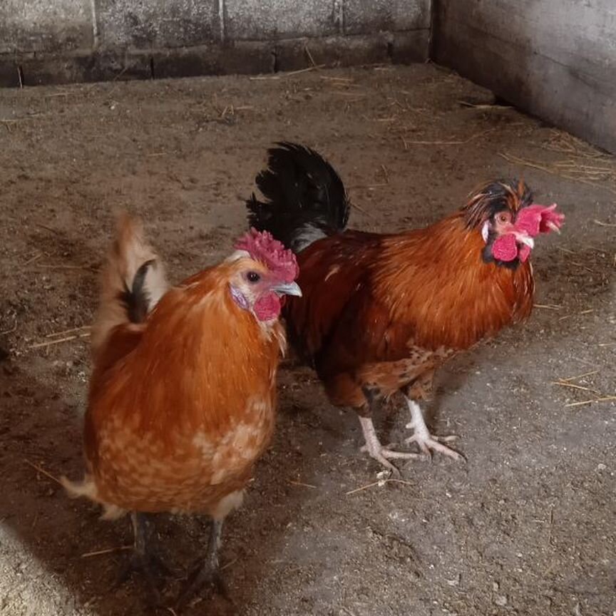 Молодые петушки