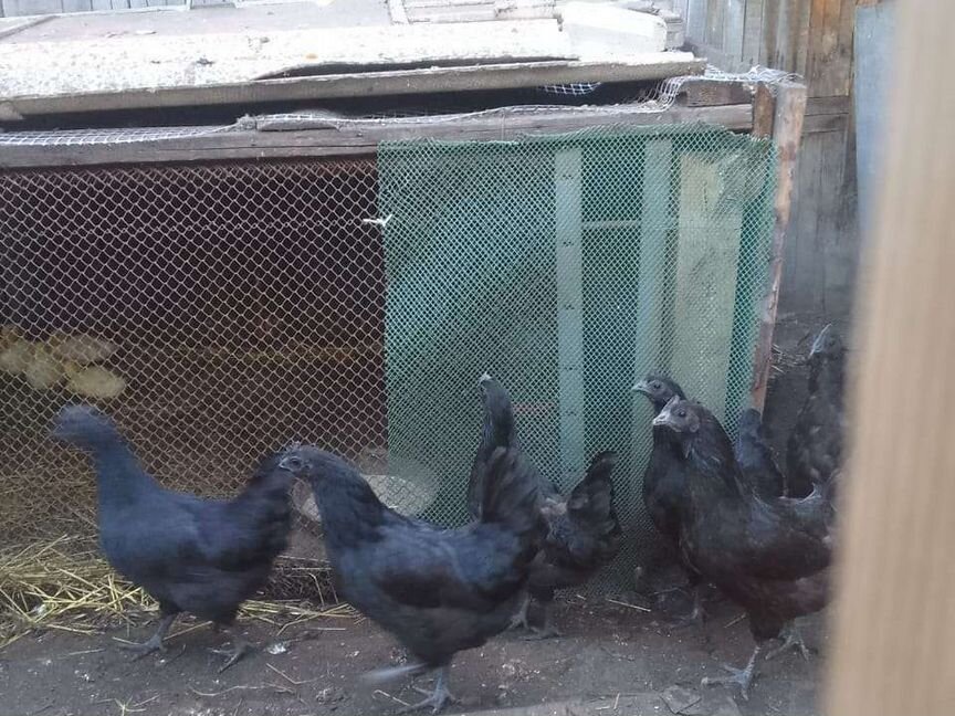 Семья ухейлюй, цыплята