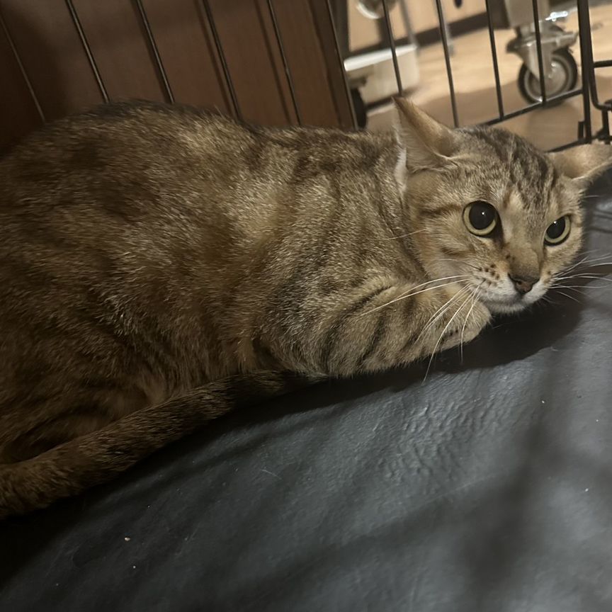 Бенгальская, взрослая кошка