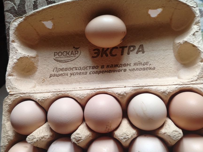 Яйцо инкубационное кучинской юбилейной