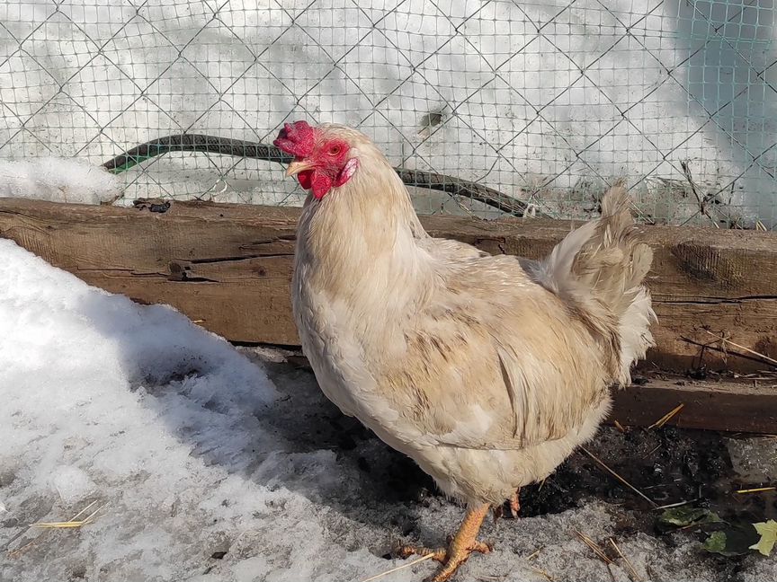 Продам петуха