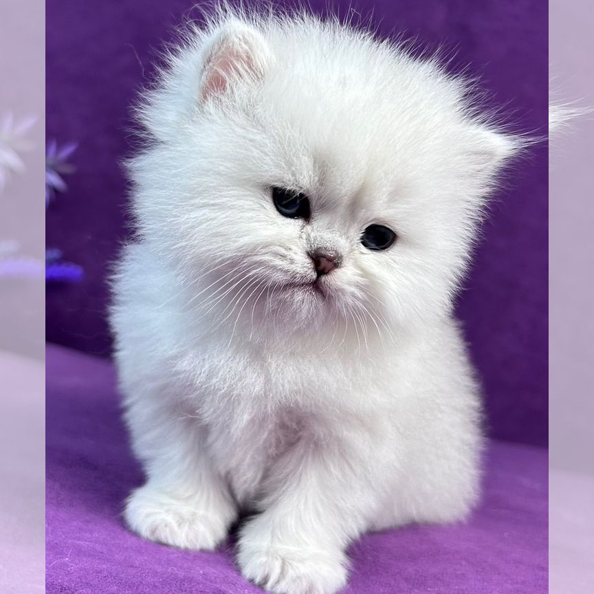 Персидский котёнок